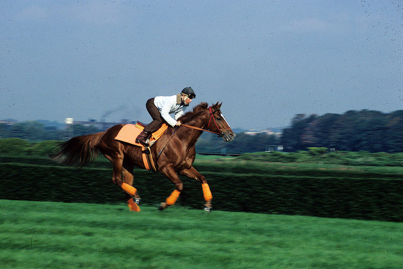 Harold Roth | Affirmed